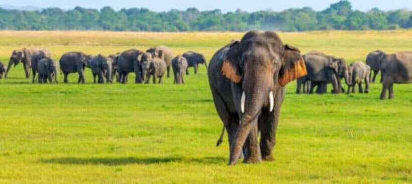 Minneriya National Park Wild Elephant Safari - Detailed Breakdown of the Experience