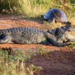Minneriya: Private Jeep Safari From Trincomalee - Practical Details & Value