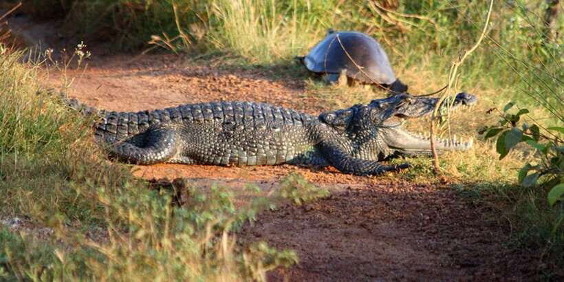 Minneriya: Private Jeep Safari From Trincomalee - Practical Details & Value