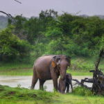 Mirissa/Galle/Hikkaduwa: Transfer to Ella & Udawalawa Safari - The Wildlife Safari: What to Expect