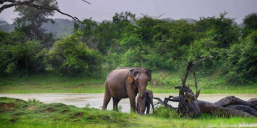 Mirissa/Galle/Hikkaduwa: Transfer to Ella & Udawalawa Safari - The Wildlife Safari: What to Expect