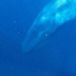 Mirissa: Snorkelling with Whales and Marine Life - Who Will Love This Experience?