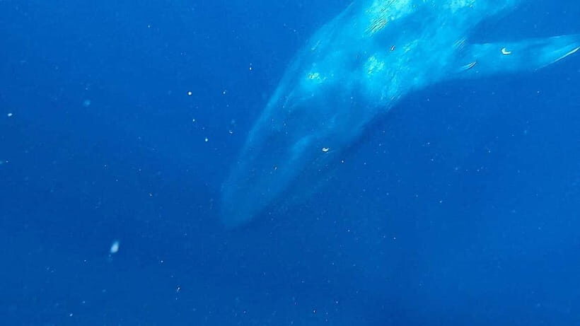 Mirissa: Snorkelling with Whales and Marine Life - Who Will Love This Experience?