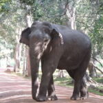 Mirissa, Weligama, Ahangama Transfer to Ella and Udawalawa Safari - Final Thoughts