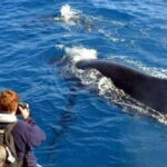 Mirissa: Whale & Dolphin Sightseeing Cruise - Who Will Love This Tour?