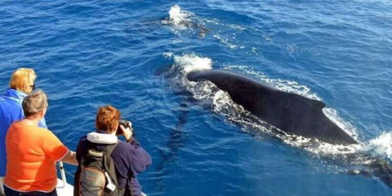 Mirissa: Whale & Dolphin Sightseeing Cruise - Who Will Love This Tour?