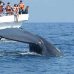Mirissa: Whale Watching Tour From Colombo or Negombo - Who Should Consider This Tour?