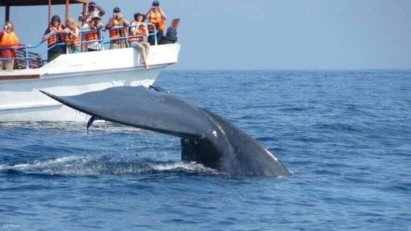 Mirissa: Whale Watching Tour From Colombo or Negombo - Who Should Consider This Tour?