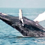 Mirissa Whale Watching-Yala Safari & Galle Fort Night Escape - What’s Included and What’s Not