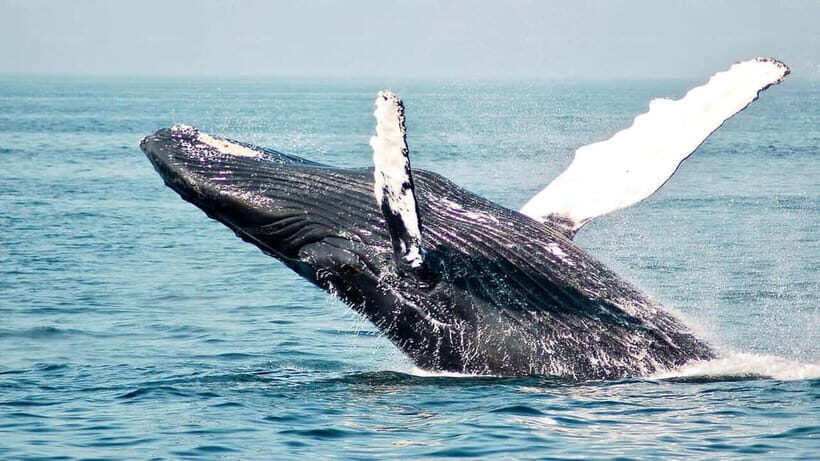 Mirissa Whale Watching-Yala Safari & Galle Fort Night Escape - What’s Included and What’s Not