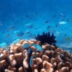 Mission Beach: Small Group | Outer Reef Snorkel & Dunk Island - Analyzing Value: Is It Worth the Cost?