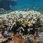[Miyakojima Snorkel] Private tour from 2 people Enjoy from 3 years old! Enjoy Nemo, Coral and Miyako Blue - Detailed Breakdown of the Tour Experience