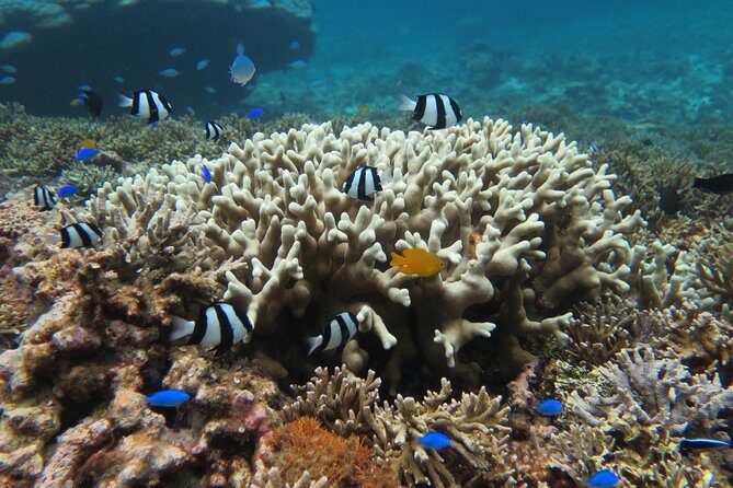 [Miyakojima Snorkel] Private tour from 2 people Enjoy from 3 years old! Enjoy Nemo, Coral and Miyako Blue - Detailed Breakdown of the Tour Experience