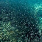 Moalboal + Canyoneering Tour - Discovering Cebu’s Underwater World: Pescador Island Snorkeling