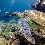 Moalboal Island Hopping (Pescador Island, Sardines and Turtles) - Who Will Love This Tour?
