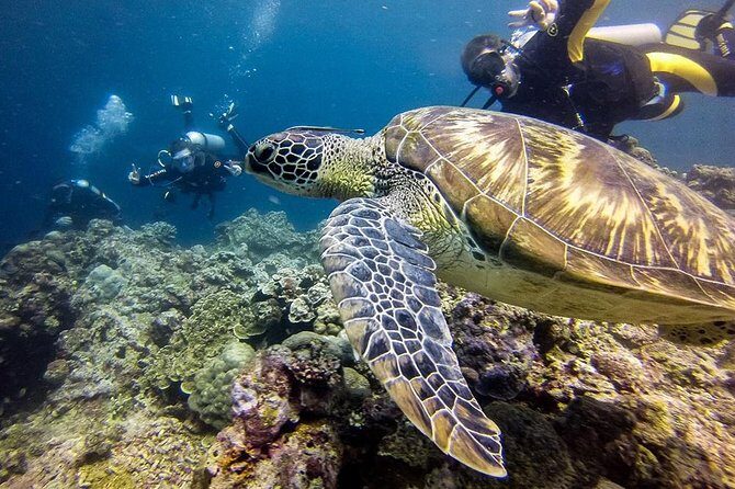 Moalboal Island Hopping (Pescador Island, Sardines and Turtles) - Who Will Love This Tour?
