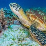 Moalboal Sardine Run and Kawasan Day Tour - An In-Depth Look at the Experience