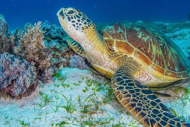 Moalboal Sardine Run and Kawasan Day Tour - An In-Depth Look at the Experience
