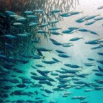 Moalboal Sardines Run Private Tour w/ Transfers Option - Who Should Consider This Tour?