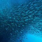 Moalboal Sardines & Turtle Snorkeling and Kawasan Canyoneering - Personal Experiences from Reviews