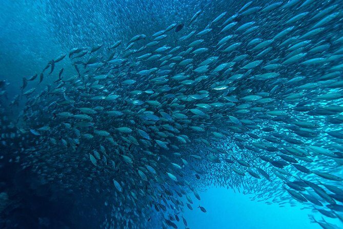 Moalboal Sardines & Turtle Snorkeling and Kawasan Canyoneering - Personal Experiences from Reviews