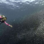 Moalboal : Scuba Diving Sardine Run and Turtle Chasing - Detailed Breakdown of the Itinerary