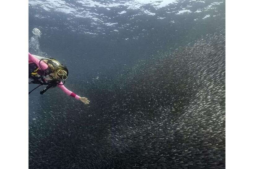 Moalboal : Scuba Diving Sardine Run and Turtle Chasing - Detailed Breakdown of the Itinerary