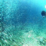 Moalboal Snorkeling, Kawasan Canyoneering with Zipline and Lunch - Transition to Kawasan Falls and Canyoneering