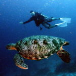 Moalboal with Canyoneering Tour (Shared Tour) - Frequently Asked Questions