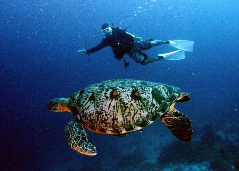 Moalboal with Canyoneering Tour (Shared Tour) - Frequently Asked Questions