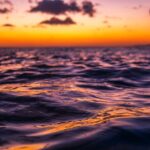 Moanas Luxury semi-private Sunset Cruise on Nalu - Wildlife Watching: What You Might See and Why It Matters