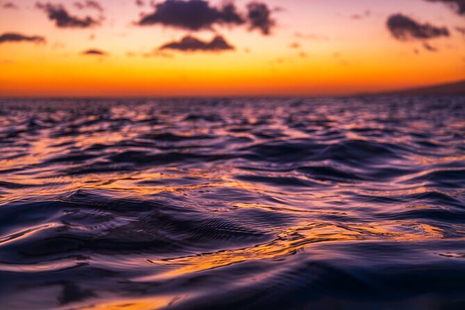Moanas Luxury semi-private Sunset Cruise on Nalu - Wildlife Watching: What You Might See and Why It Matters