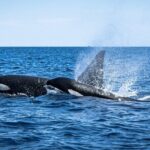 Mobulas and Cetaceans Day Trip - Itinerary Breakdown: What You Can Expect