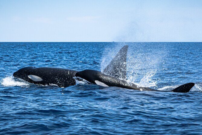 Mobulas and Cetaceans Day Trip - Itinerary Breakdown: What You Can Expect