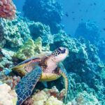 Molokini & Turtle Adventure: Small Group from Ma'alaea Harbor - A Deep Dive Into the Itinerary