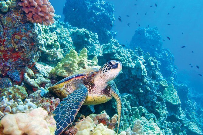 Molokini & Turtle Adventure: Small Group from Ma'alaea Harbor - A Deep Dive Into the Itinerary