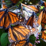 Monarch Butterfly Mexico Reserve Sanctuary & Valle de Bravo - Deep Dive into the Itinerary: Whats Really Special