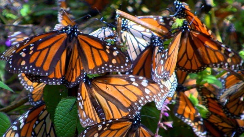 Monarch Butterfly Mexico Reserve Sanctuary & Valle de Bravo - Deep Dive into the Itinerary: Whats Really Special