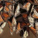 Monarch Butterfly Private Tour (Morelia) - A Deep Dive into the Experience