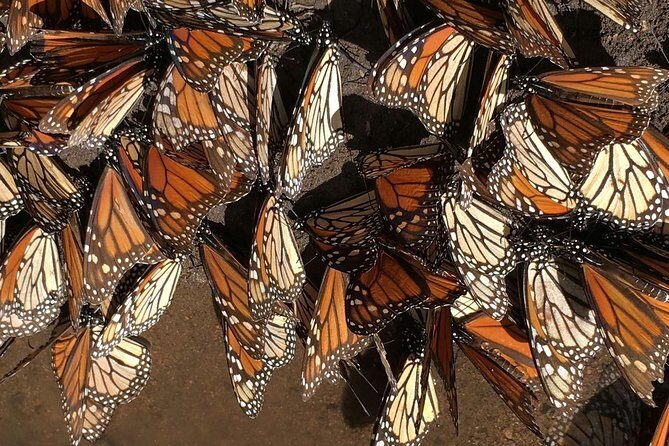 Monarch Butterfly Private Tour (Morelia) - A Deep Dive into the Experience