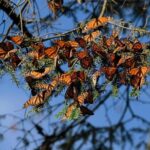 Monarch Butterfly Sanctuary Day Trip from Mexico City - Authentic Experiences and Considerations