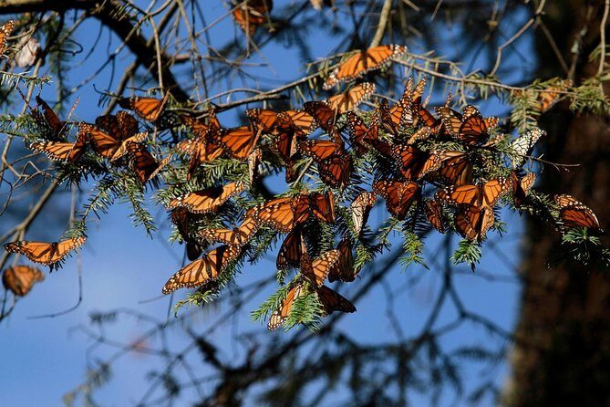 Monarch Butterfly Sanctuary Day Trip from Mexico City - Authentic Experiences and Considerations