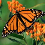 Monarch Butterfly Sanctuary Tour from Mexico City - The Butterfly Experience: What to Expect