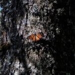Monarch Butterfly Tour (Departing from Morelia) - FAQs