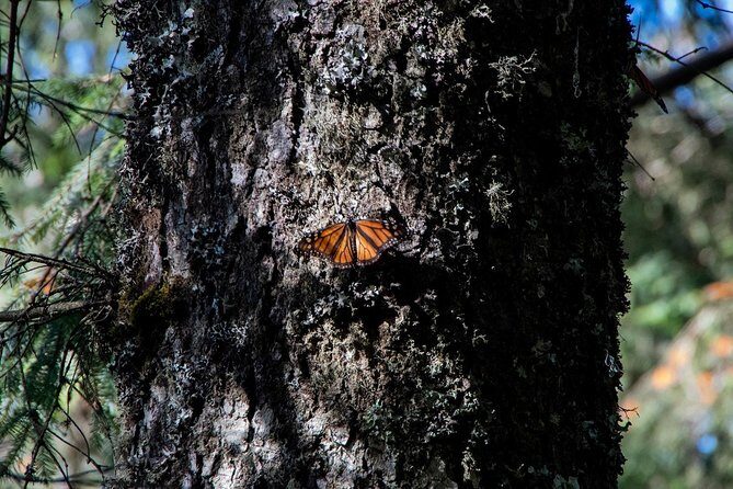 Monarch Butterfly Tour (Departing from Morelia) - FAQs