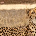 Monarto Safari Park: Cheetah Experience - Who Would Enjoy This Tour?