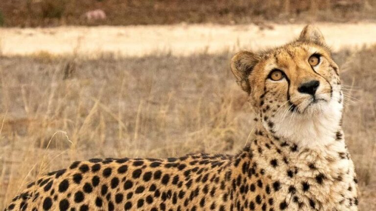 Monarto Safari Park: Cheetah Experience - Who Would Enjoy This Tour?
