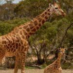 Monarto Safari Park: Keeper for a Day - The Bottom Line