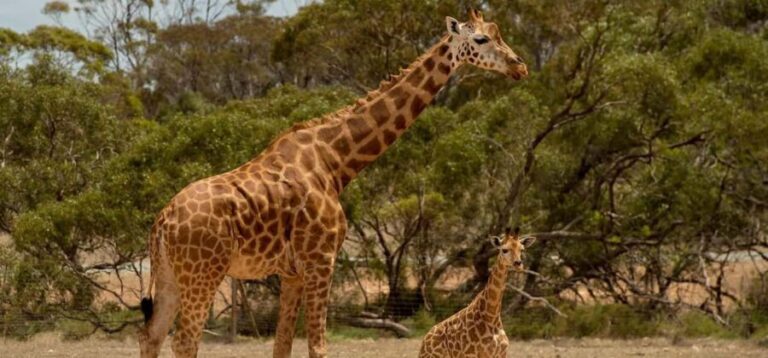 Monarto Safari Park: Keeper for a Day - The Bottom Line