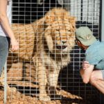 Monarto Safari Park: Lions At Bedtime - Who Will Love This Experience?